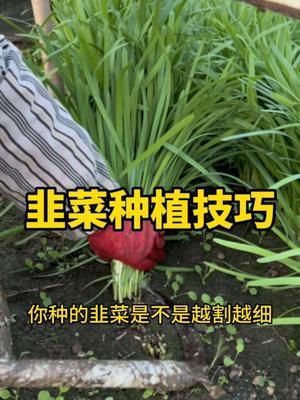 韭菜种植技巧,越割越旺盛种植