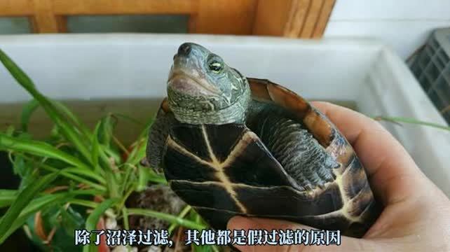 龟缸里过滤系统强大,为何乌龟还腐皮腐甲?水干净并不等于.