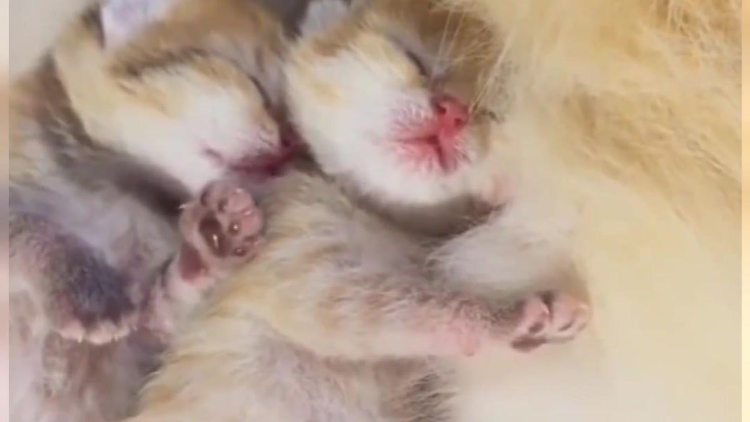猫咪到底看到了什么, 害怕成这样