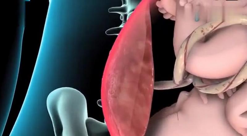 怀孕过程3D演示