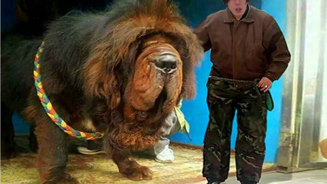 世界最大藏獒王,有东方神犬的美称,老虎在它们跟前秒变“小猫”