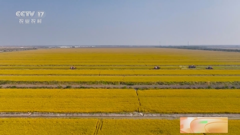 [三农长短说]短速览 我国审定推出1304个优质高产新品种