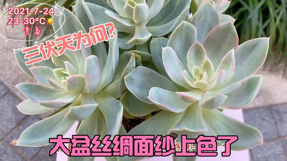 论阳光对肉肉的重要性!看实例!分享几款夏季出状态的多肉!