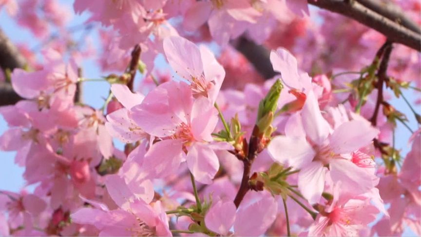 相约春天赏樱花 2023打卡最武汉