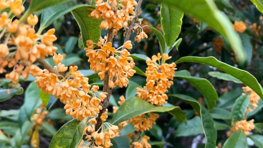 每个季节都有每个季节的花儿