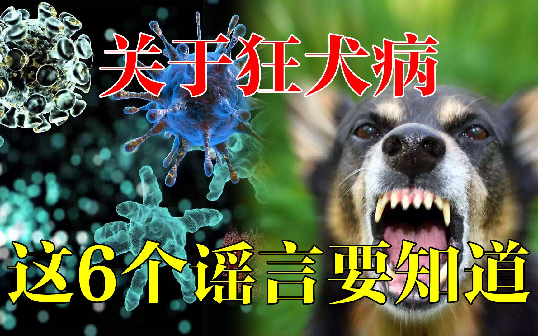 狂犬病有偏方吗?被狗咬没出血要打疫苗吗?关于狂犬病的6个谣言