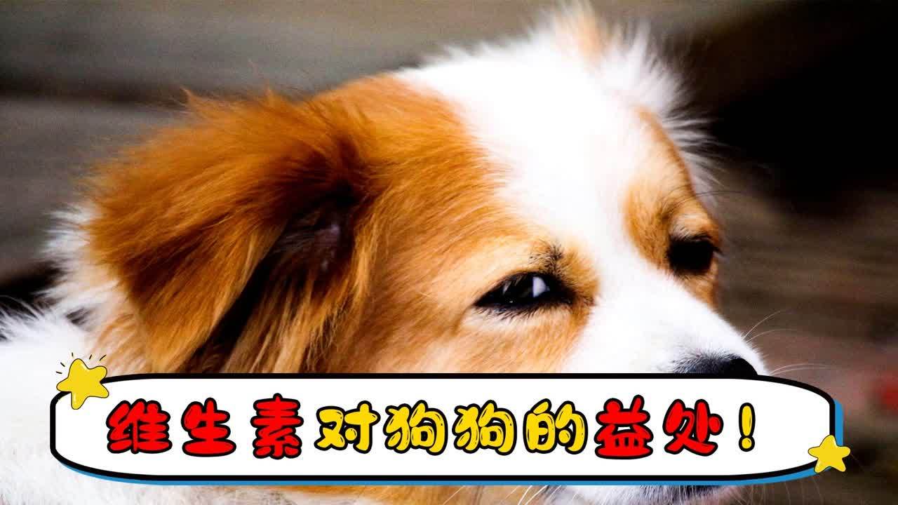 维生素对狗狗的益处