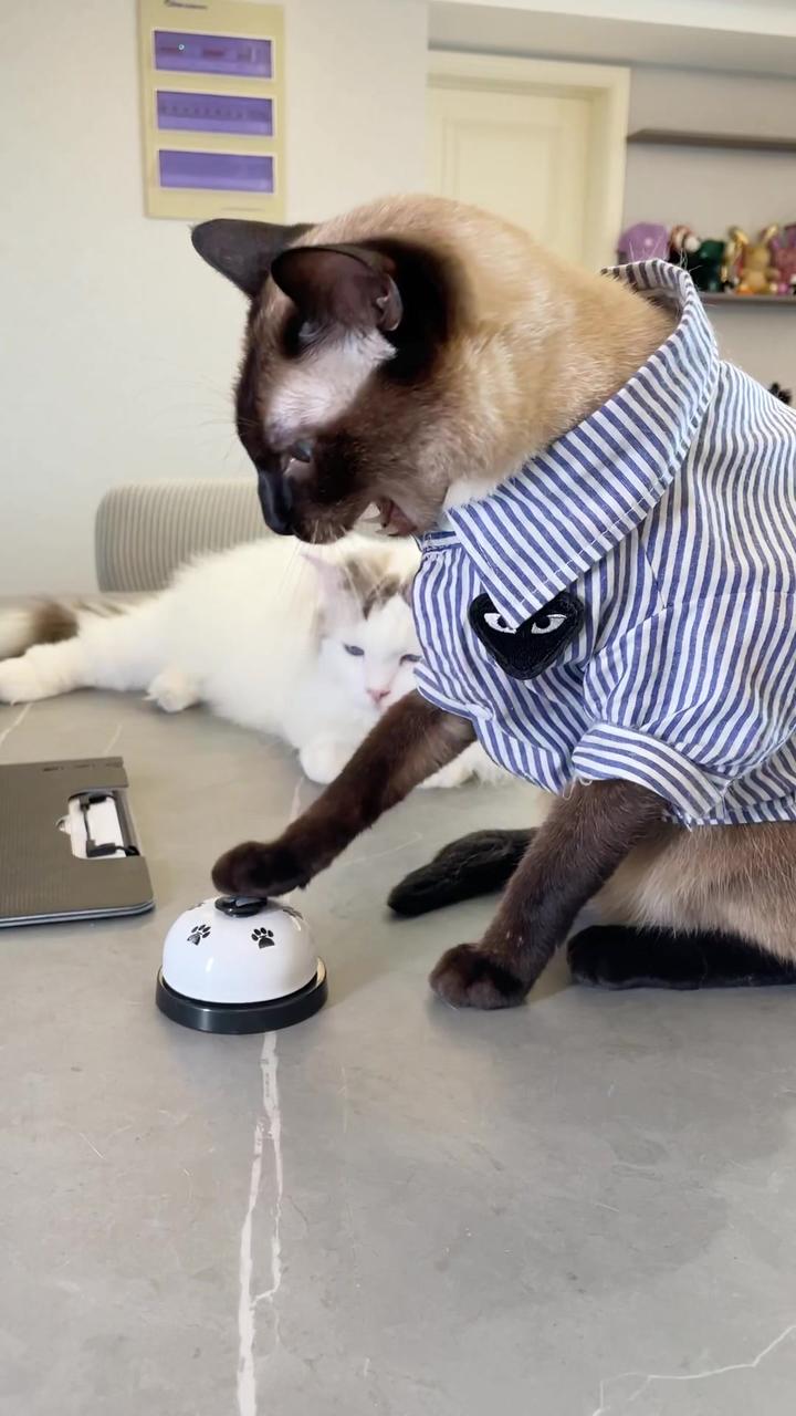 这像二哈一样的猫，智商还挺高啊！#萌猫萌狗狂欢季 #萌宠成精了