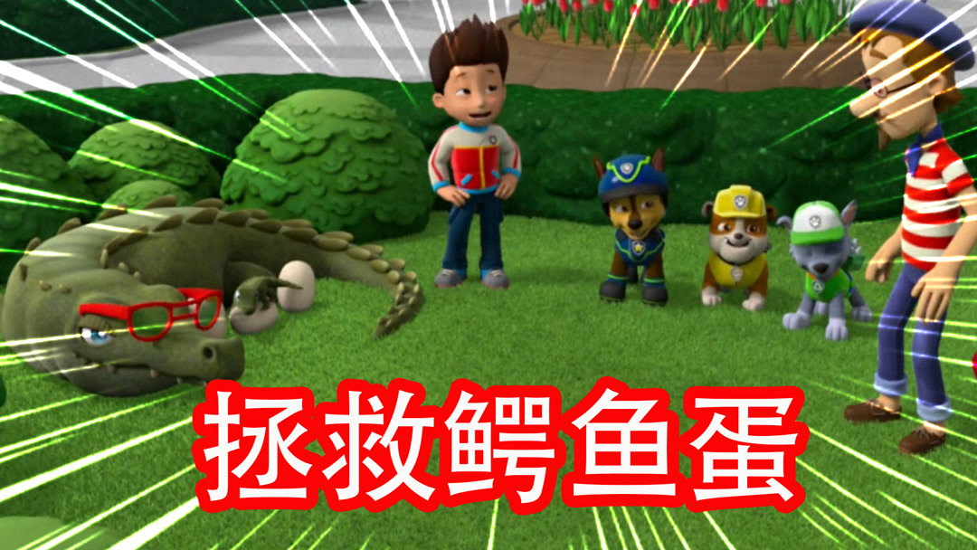 汪汪队立大功:狗狗们拯救咕咕鸡的蛋,最后才知道竟是一颗鳄鱼蛋