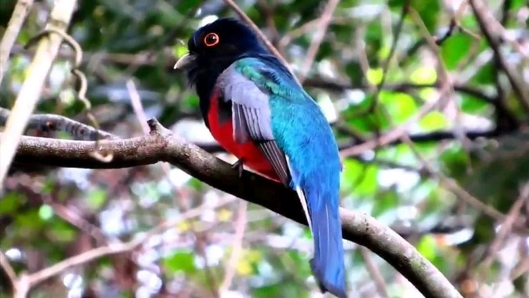 大自然的声音 森林里小鸟在歌唱