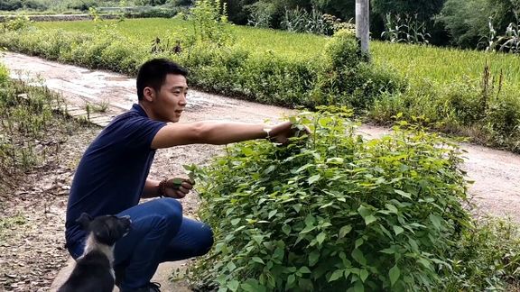四川的两种野草,却是做菜常用到的佐料,农村小伙带你去认识一下