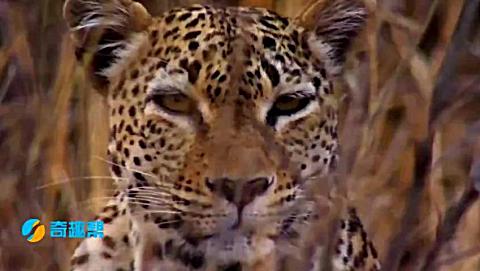 大型猫科动物, 狮子、猎豹、虎、豹、熊的捕猎技巧