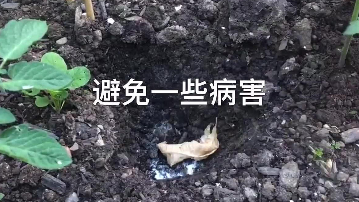 番茄种植成功的关键技术就这几点,学会了包你成功