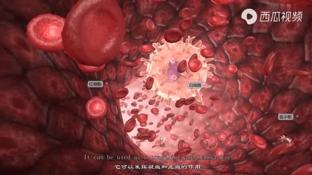 超酷医学视频 血细胞的分类与功能!