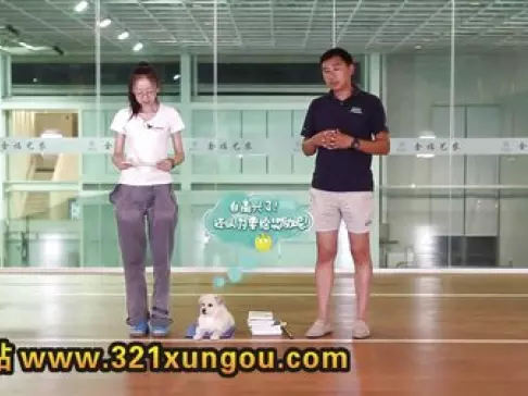 教狗狗上厕所_如何教狗狗用狗厕所_教狗狗上厕所视频