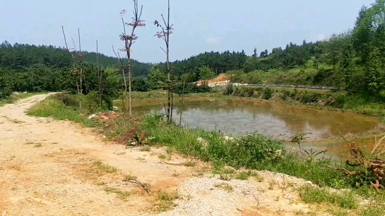 果农家种植200棵杨梅树,目前面临几个问题,望广大网友给些建议