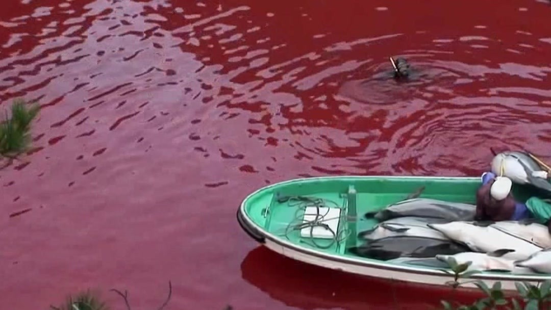 豆瓣排名最高的纪录片,为利益,一个物种濒临灭绝!