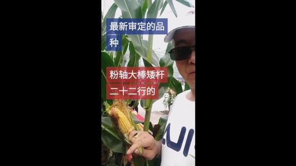 最新审定的品种