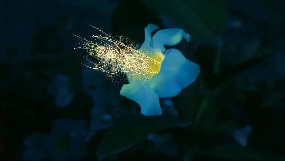 艺术家们运用3D投影技术在森林里上演一场绘声绘色的物种对话