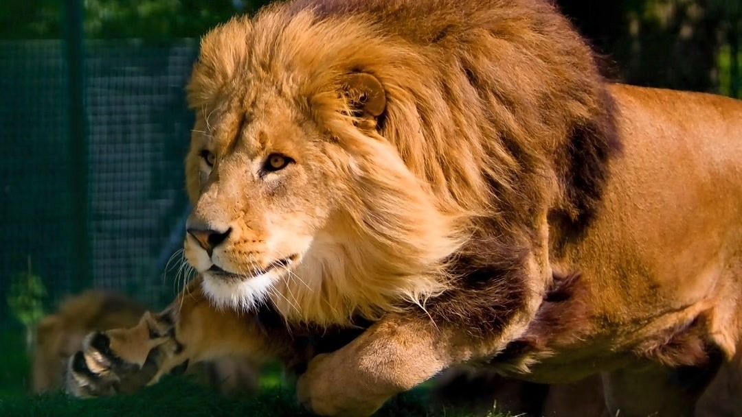 大野牛的尖角是白长的吗?不!转头顶翻它啊!镜头记录全过程!