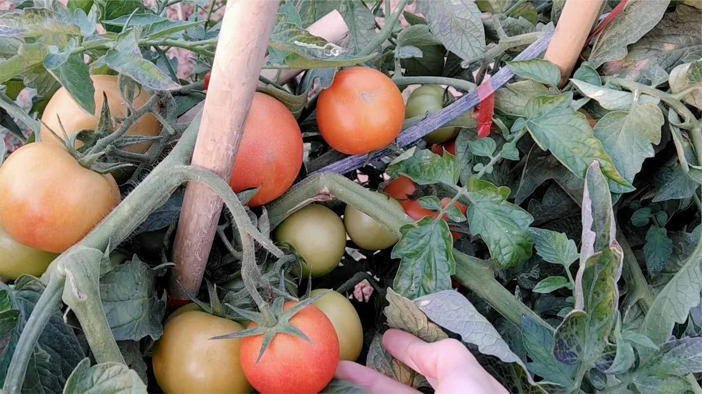 番茄如何丰产?做好这3个管理要点,结的果将架子都压塌了