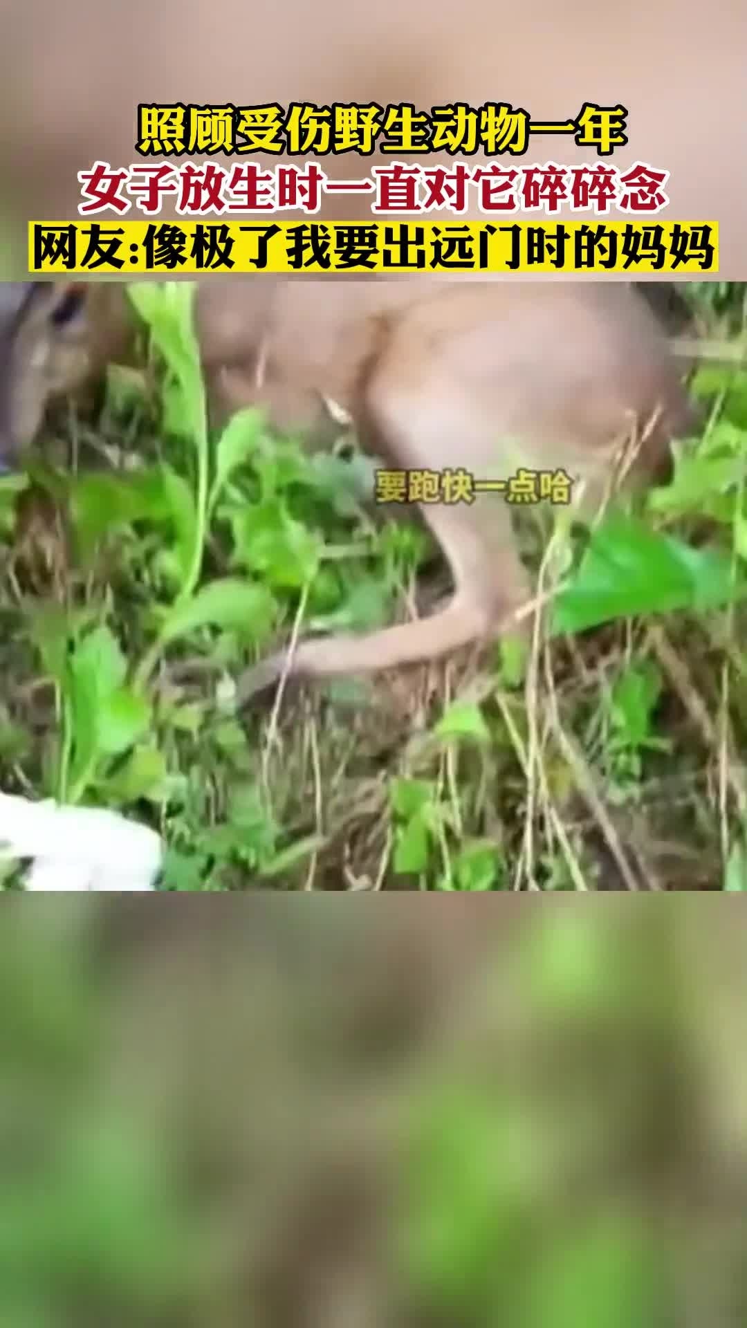 照顾受伤野生动物一年,女子放生时一直对它碎碎念,网友:像极了我要出远门时的妈妈