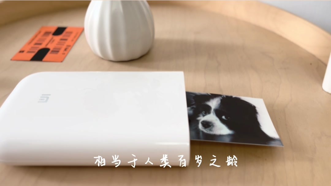 毛毛宠记忆城堡:毛毛宠城堡纪念册·张小pi