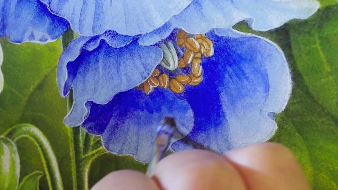 《影响世界的中国植物》宣传片 北京世园会画作家曽孝濂配音版