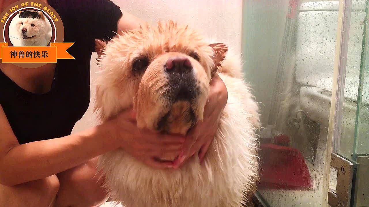亲自手把手教你怎么给一只怕水的狗狗洗澡