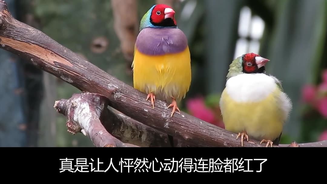 TOP 10 | 世界十大最美丽的鸟