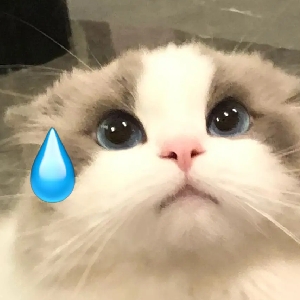 老酒馆的猫吃鱼 