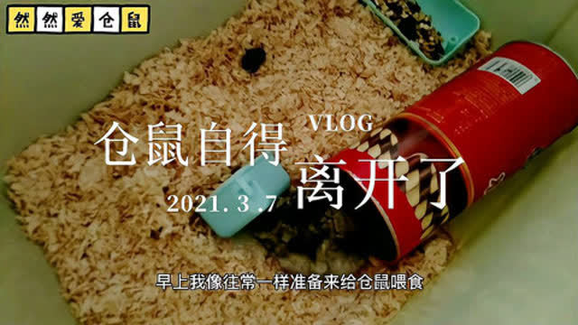 悲伤的一天,养了两年的仓鼠,今天离开了我