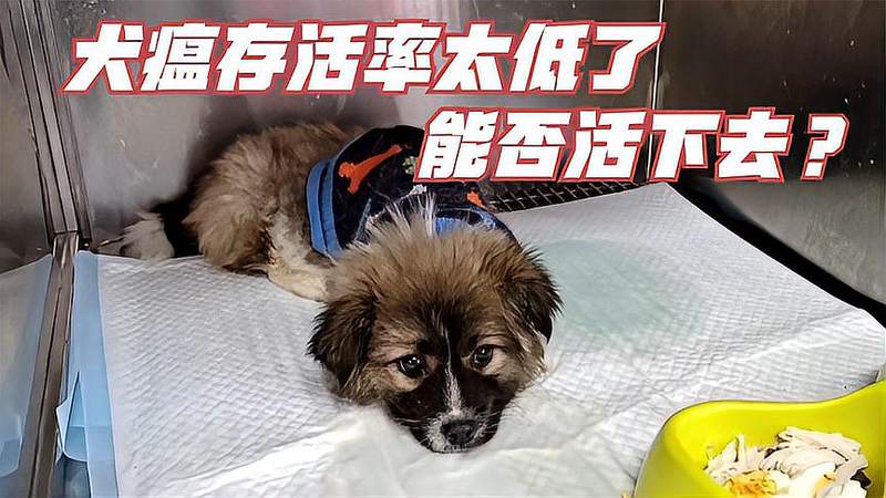 小灰灰住院第四天,还不见好转,犬瘟存活率太低了,能活下来吗?