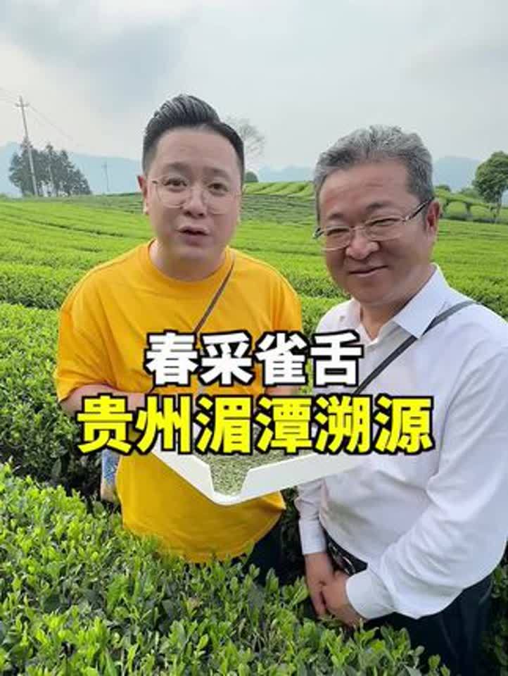 贵州雀舌的用料真的太奢侈了 贵州今年的春茶下来了!!!谷雨之后很难喝...