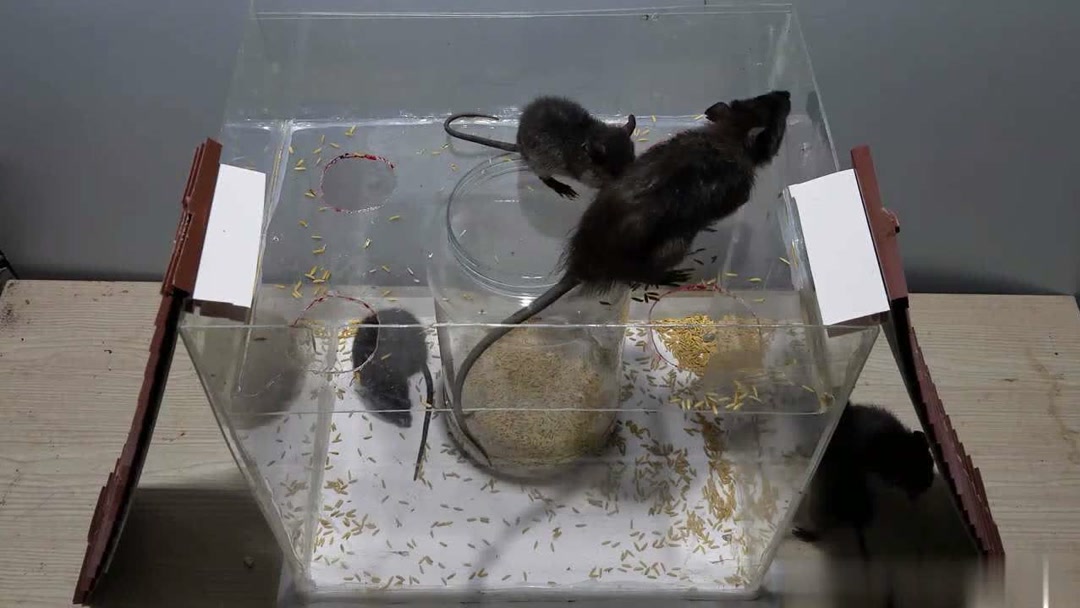 做一个简易捕鼠器,4个孔捕捉到10只大老鼠!