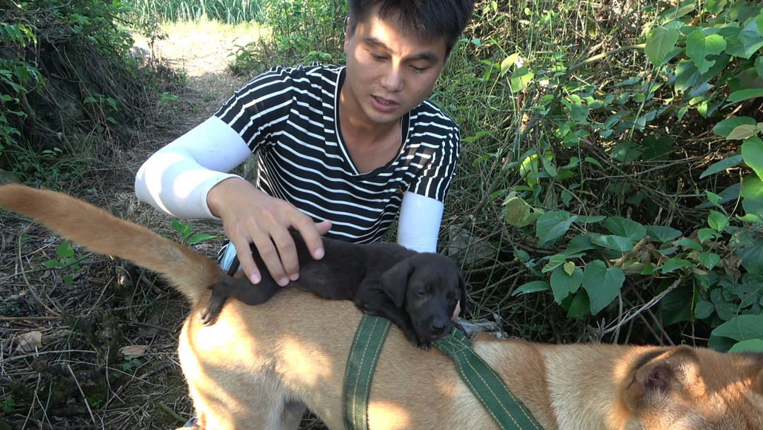 草丛里传来小狗的惨叫声,小伙带狗一起寻找营救,将可怜小狗收留