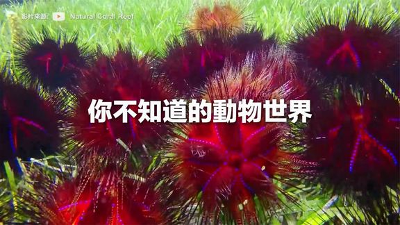 將會是你第一次見到的動物世界!很奇妙