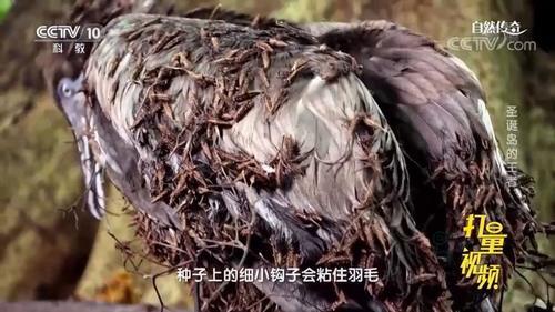 树木运用鸟类来传播撒子,但过多的种子让鸟类陷入困境自然传奇