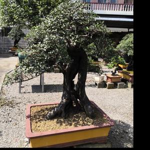 杨大山——山里故事 