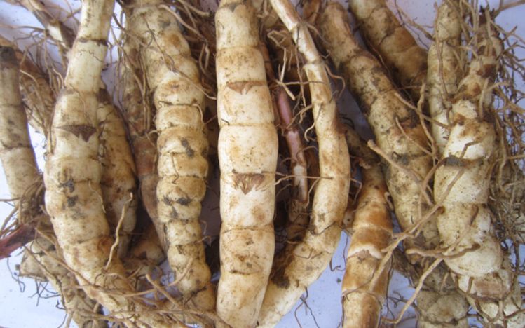 一种长在地底下的藕,古代时被皇帝称为“地参”,很多人都没吃过