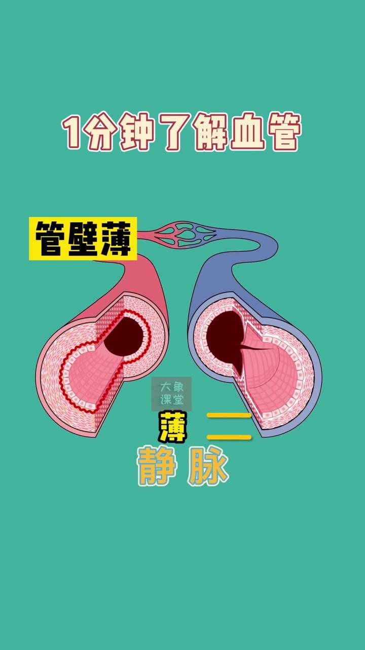 1分钟了解血管#生物 #涨知识 #初中生物