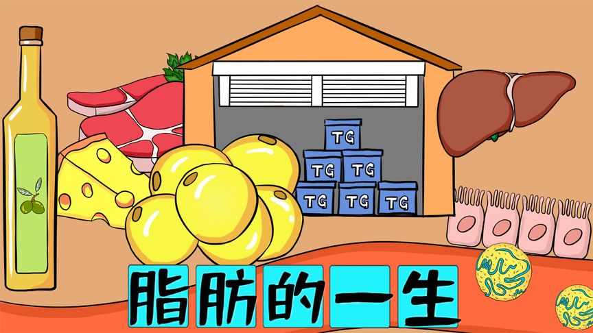 医学手绘动画|脂肪的一生【合成+运输+分解】脂肪肝、高血脂病因