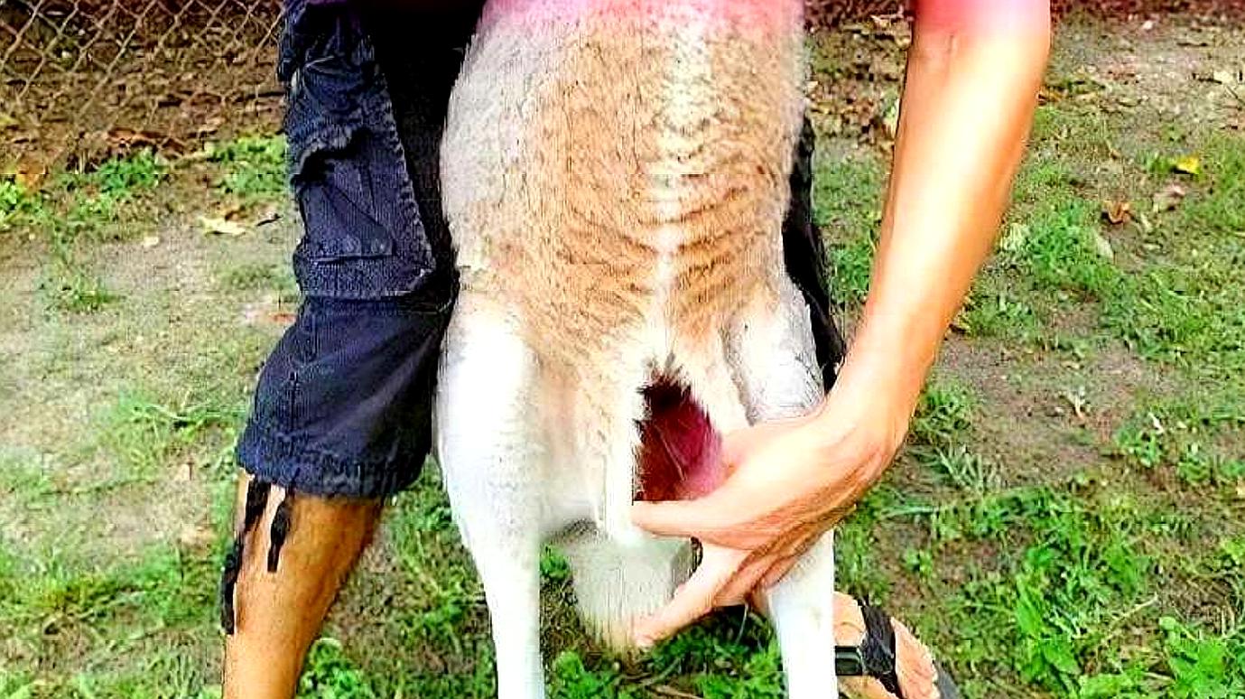 男子好奇打开袋鼠育儿袋,看看里面究竟有什么?下一刻肠子悔青了