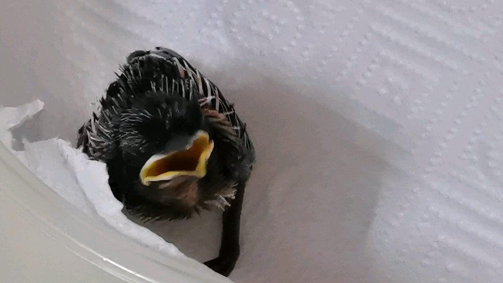 今天我爸刚带回来的,他说是单位的环卫工在绿化带捡的,给了领导然后...