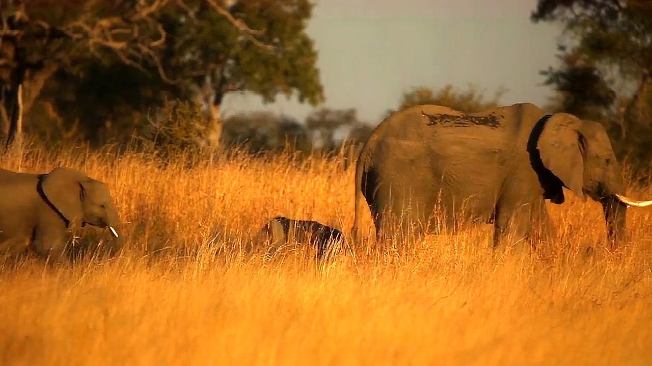 母爱都是伟大的,怀孕时间最长的六种动物,都有哪些呢?