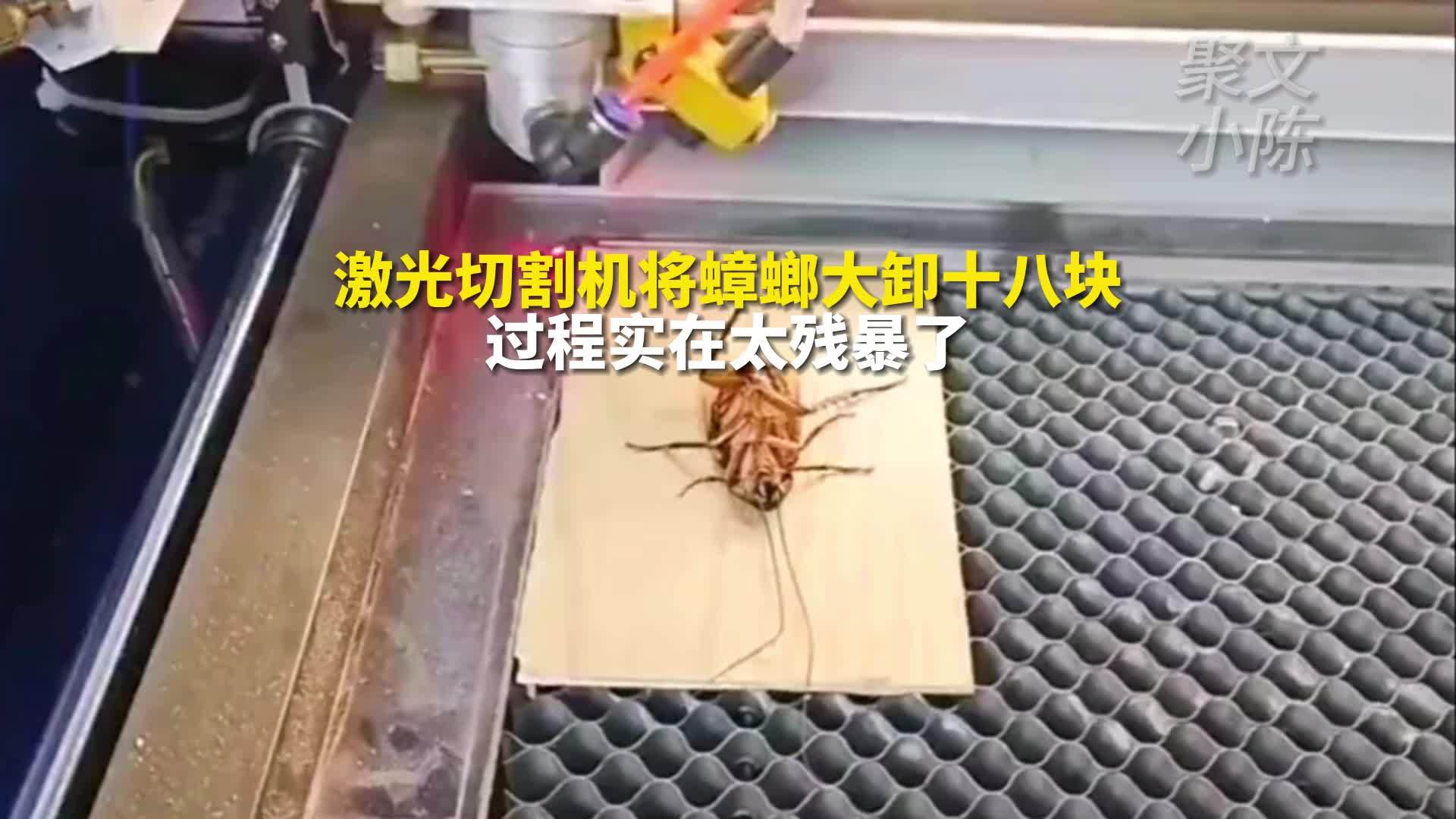 激光切割机将蟑螂大卸十八块过程实在太残暴了