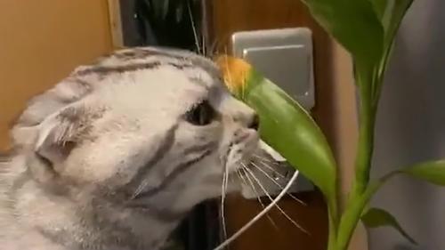 你不会是个演员吧,装样子的能力还挺强,看来没白养啊!