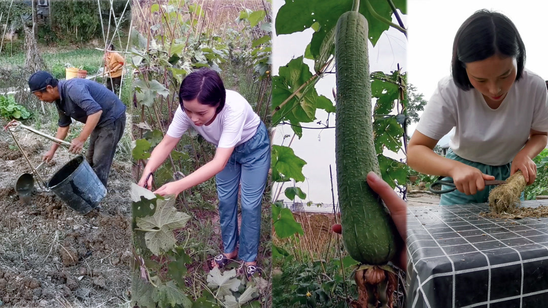 姑娘辞职回乡种菜,180天纪录丝瓜种植全流程,种菜的春夏秋冬!