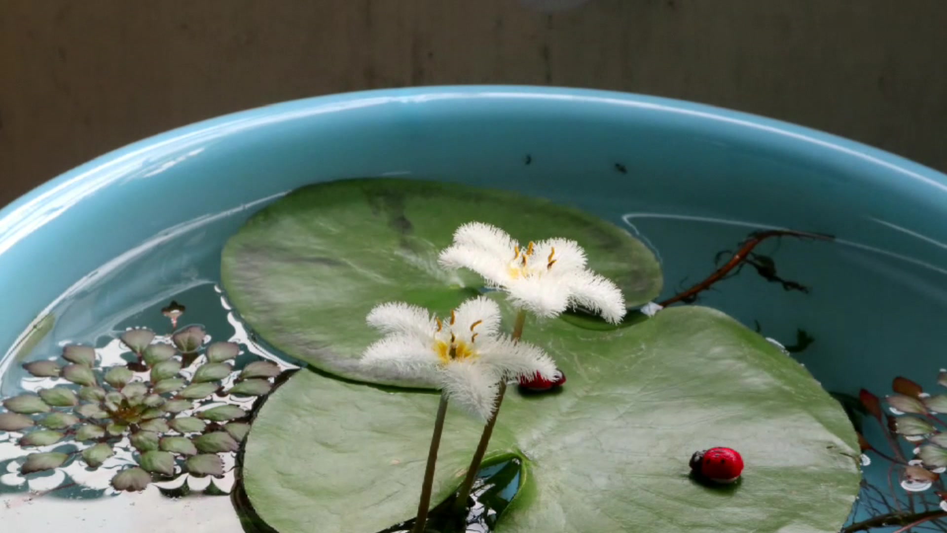 【延时摄影】两due花的一生