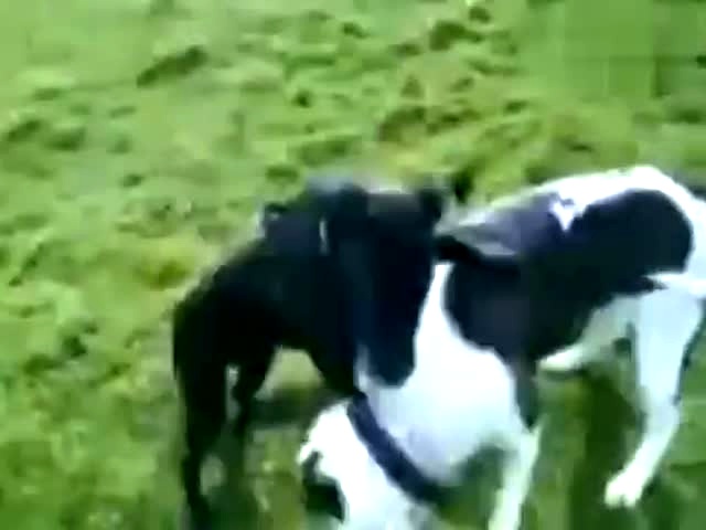 斗狗 打架 斗 斯塔福vs美国斗牛犬打架视频